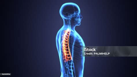 3d 그림의 척추 코드 인간의 골격 해부학의 부분 척추 신체 부분에 대한 스톡 사진 및 기타 이미지 척추 신체 부분 순서 자세 Istock