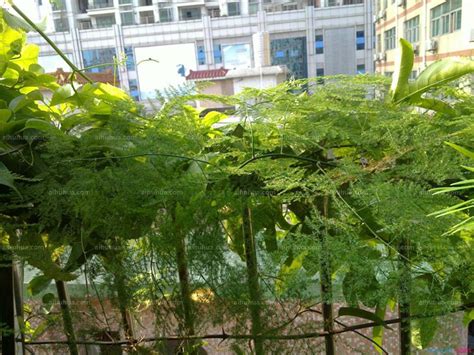 矮文竹图片 植物根茎的矮文竹图片大全 花卉网