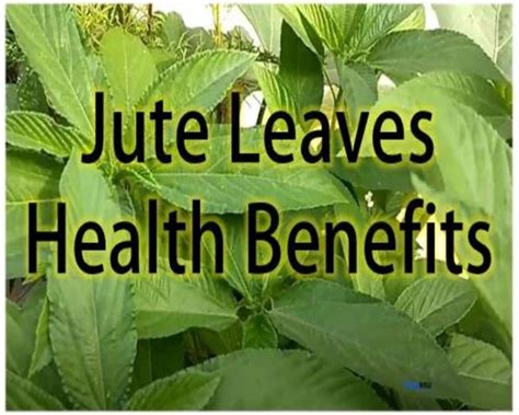 Advantages And Disadvantages Of Jute Leaves Benefits Of Jute Leaves