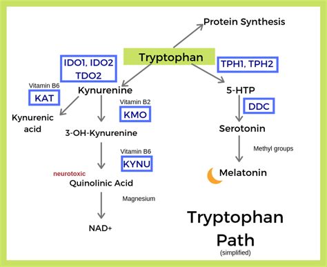 Tryptophan Serotonin Melatonin And Kynurenine Genetic Pathway