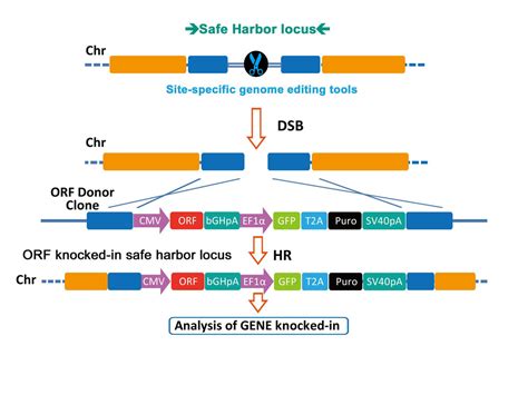 Aavs1 Safe Harbour Gene Integration Crispr Rgen Talen And Zfn Products