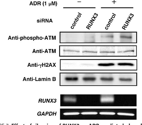 Figure 1 From Runx3 Modulates Dna Damage Mediated Phosphorylation Of