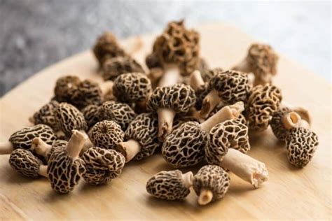 How To Properly Harvest And Prepare Morel Mushrooms Mushroom Appreciation