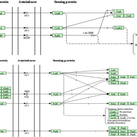 Bacterial Metabolic Pathway Analysis Using Kegg Mapper Reconstruct