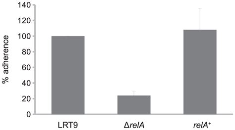 Effect Of Rela On The Adherence Of Epec To Epithelial Cells Bacteria