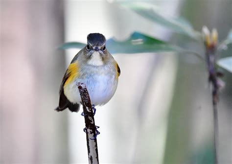 美しきルリビタキ♀・・・ Toribakka100のブログ