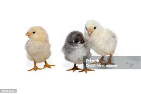 귀여운 어린 치킨 흰색 바탕에 흰색 배경 0명에 대한 스톡 사진 및 기타 이미지 0명 검은색 귀여운 Istock