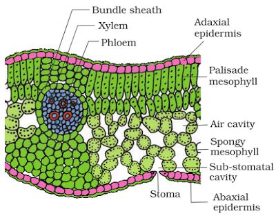 Describe The Internal Structure Of Dicot Leaf With The Of Diagram
