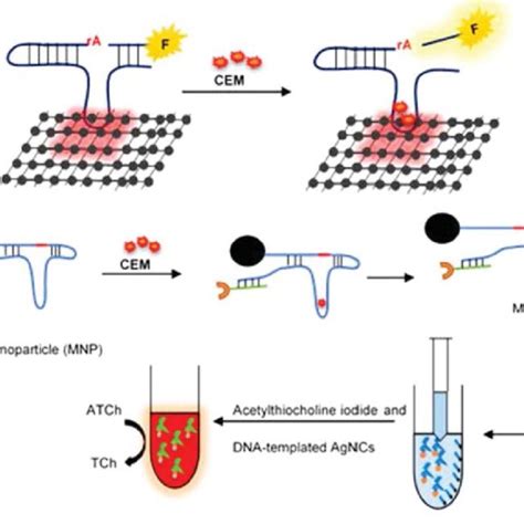 A Schematic Illustration Of The Graphene Based Dnazyme Biosensor To Download Scientific