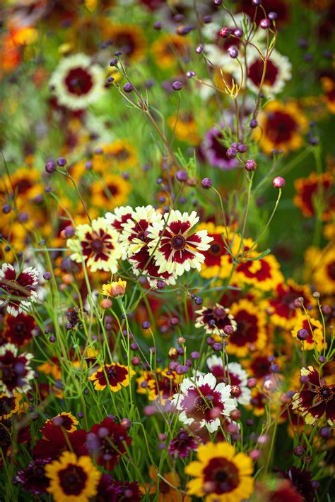 Coreopsis X Hybrida Incredible Dwarf Mix Seeds £2 25 From Chiltern