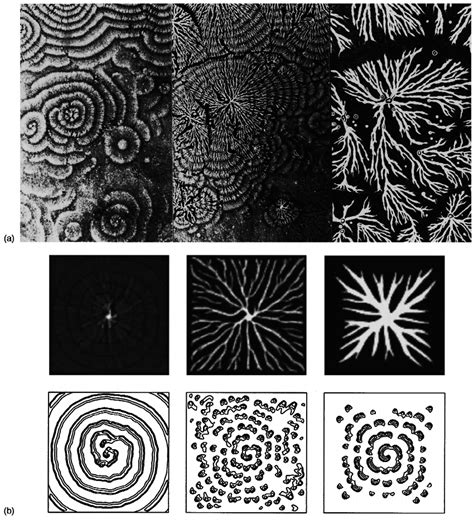 Aggregation Pattern Of Dictyostelium Discoideum In Vivo ͑ A ͒ And In A Download Scientific