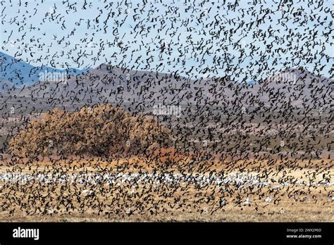 Moving Flock Of Red Winged Blackbirds Agelaius Phoeniceus Fall