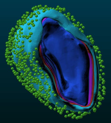 Olfactory Bulb Model Site Tag