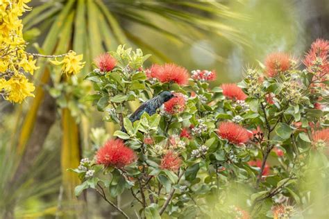 Tui Bird New Zealand Stock Image Image Of White Shrub 334732045