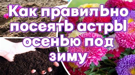 Как правильно посеять астры осенью под зиму - YouTube