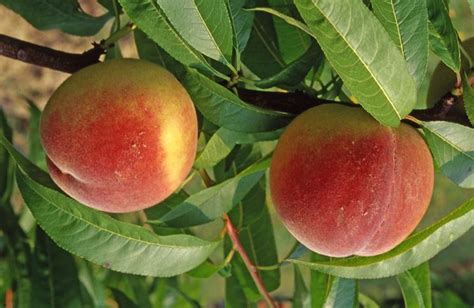 Pesco varietà Frutteto Tipologie di pesco