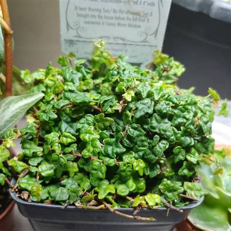 Mini Oakleaf Creeping Fig Ficus Quercifolia Terrarium Plant Etsy