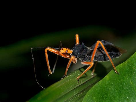 Reduviid Bug Vohimana Reserve Madagascar Bugs Leica Caterpillar