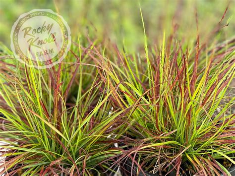 Dwarf Ornamental Grass