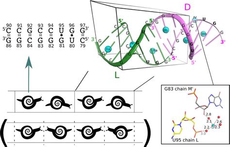 Nucleotide sequence, structure and crystal packing of the RNA duplexes ...