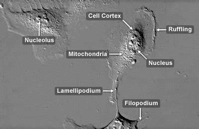 Human Bone Osteosarcoma Epithelial Cells U2os Line Nikons Microscopyu