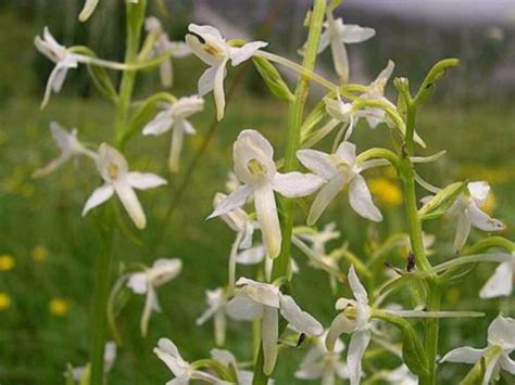Любка двулистная (Platanthera bifolia)