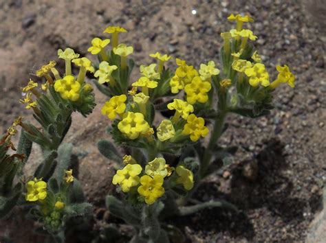 Arnebia guttata – eFlora of India