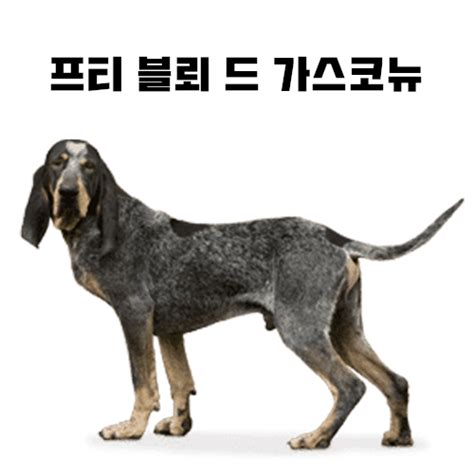 견종 프티 블뢰 드 가스코뉴
