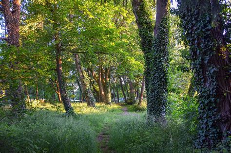 Trees Wald Forest Free Photo On Pixabay