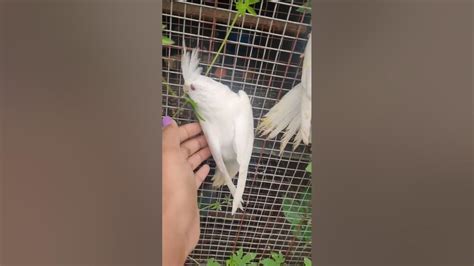 Albino Cocketail 🤍shorts Youtube