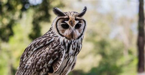 The Enigmatic Life Of The Stygian Owl The Worlds Rarest Birds