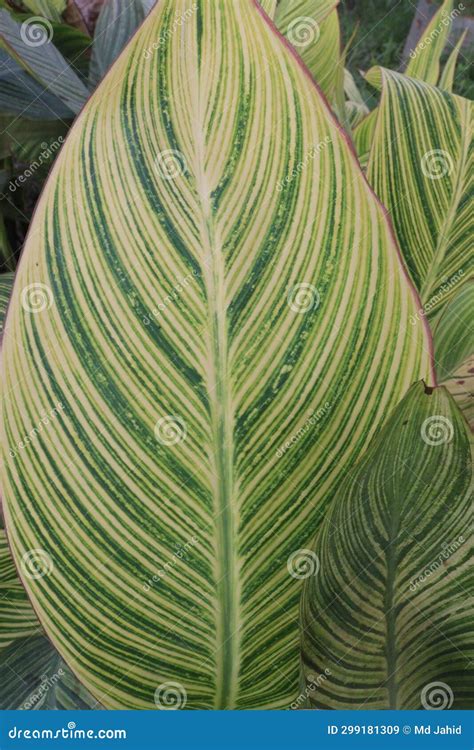 Canna Tropicanna Plant On Farm Stock Image Image Of Texture Money