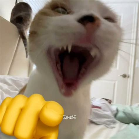 Epep Setiap Hari 👍 Freefire Exeff Ffexe Youtube