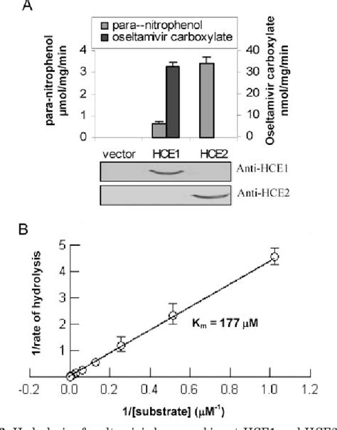 Oseltamivir Carboxylate Semantic Scholar