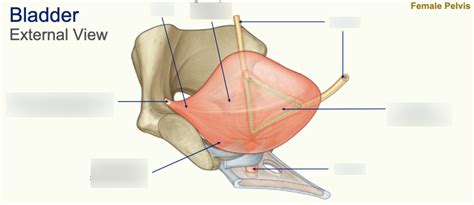 Bladder External View Diagram Quizlet