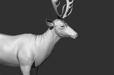 Deer 3d Model Turbosquid 1937958
