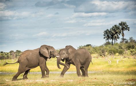The Importance Of Adult Male Elephants Africa Geographic