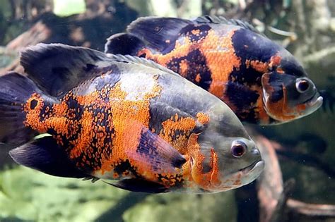 220 Best Orange Fish Names For Your Orange Pet Fish