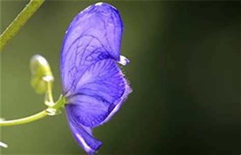 Les plantes toxiques au jardin Les Jardins de Noé