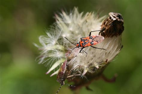 Dandelion Seed Stand Bugs Fire Free Photo On Pixabay Pixabay