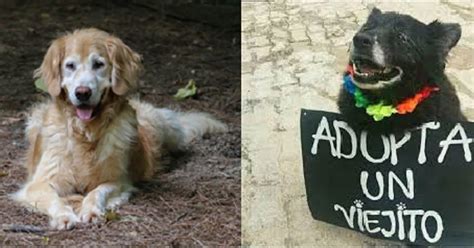 8 razones por las que adoptar un perro viejito es increíble