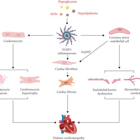 Cell Specific Roles Of The Nlrp3 Inflammasome In Dcm The Nlrp3