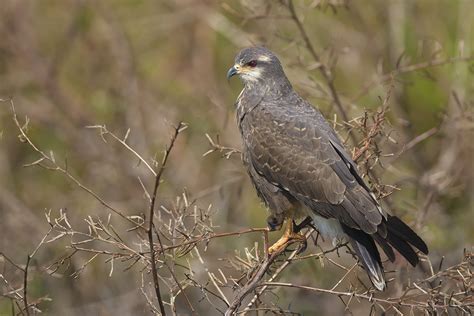 Identifying Snail Kite BirdWatching