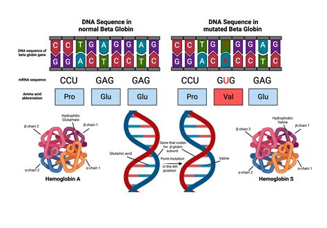 Mutated Gene In Sickle Cell Biorender Science Templates
