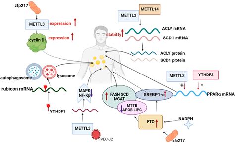 Figure 1 From Progress Of M6a Methylation In Lipid Metabolism In Humans