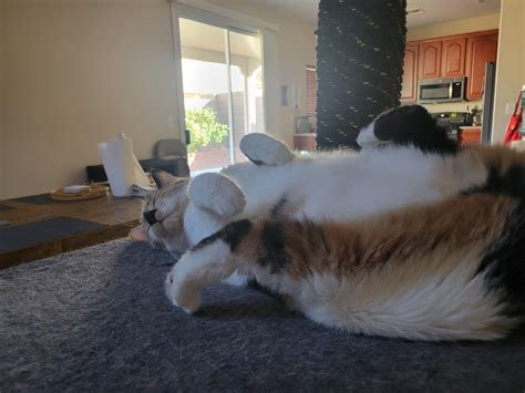 What is this position called? : r/WhatsWrongWithYourCat