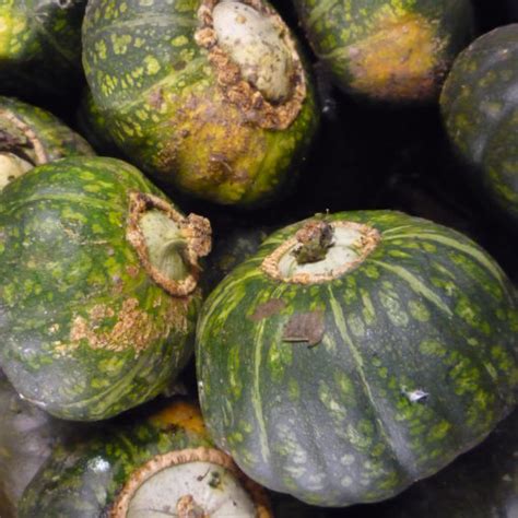 Neolithic Founder Crops World Crops Database
