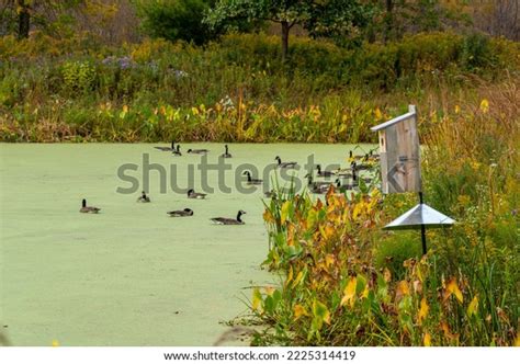 Canada Geese Nest Boxes Images Stock Photos Vectors Shutterstock