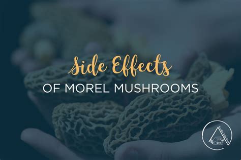 The Facts And Health Benefits Of Morel Mushrooms Our Blue Ridge House