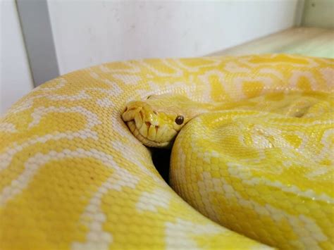 Tigerpythons Tierheim Leipzig